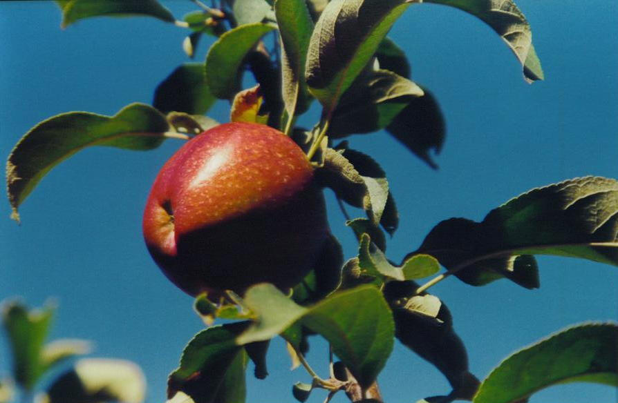 Fruit Trees - Wiltrout Nursery Chippewa Falls, WI